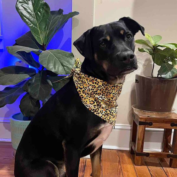 Rowdy | Fi Smart Dog Collar