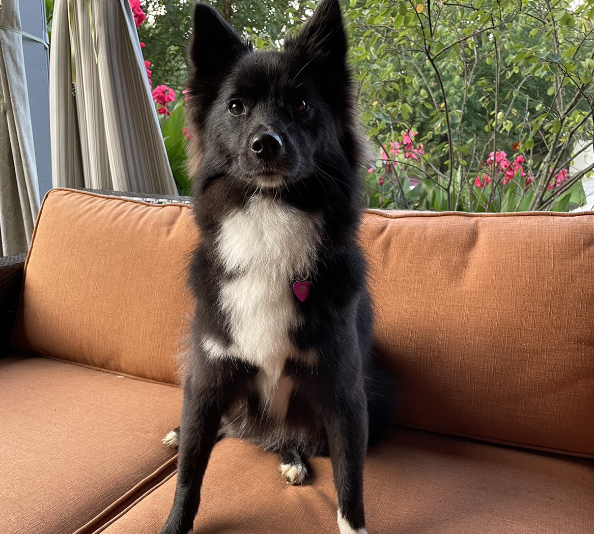 Schipperke Border Collie Mix
