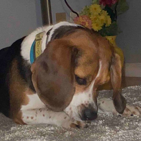 Wrigley | Fi Smart Dog Collar