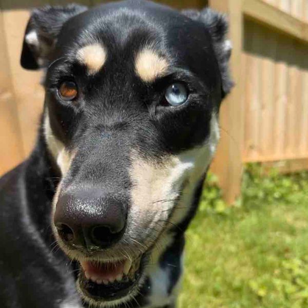 Zelda | Fi Smart Dog Collar