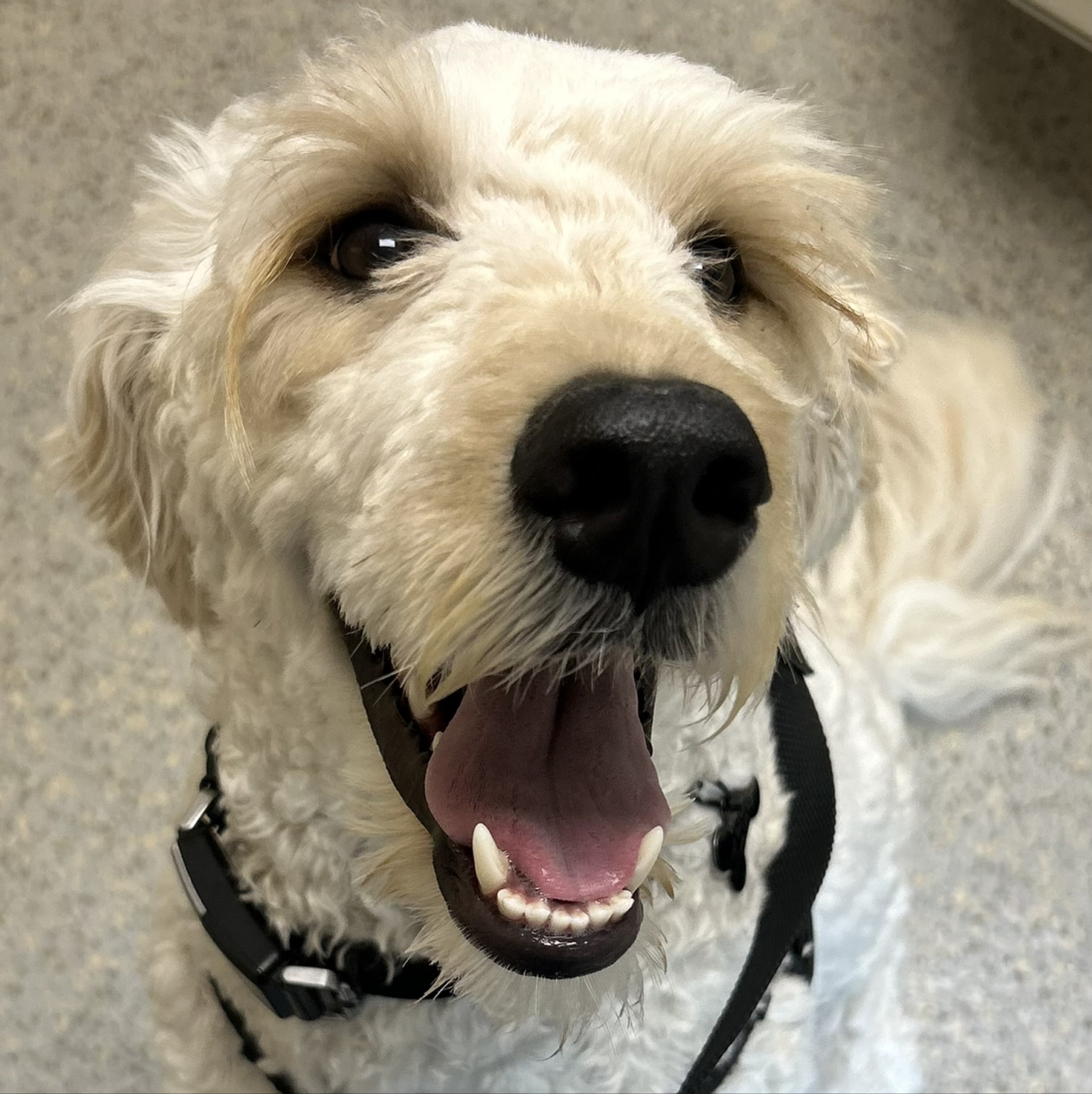 Wallace | Fi Smart Dog Collar