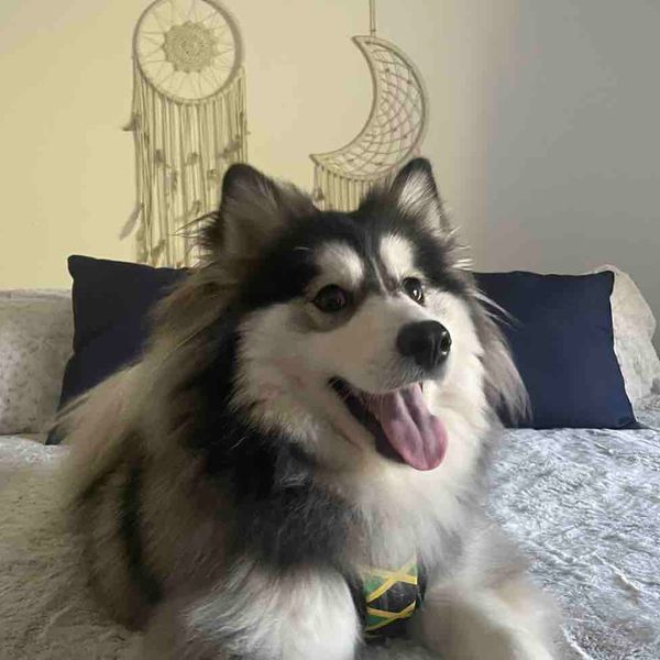 Bear | Fi Smart Dog Collar