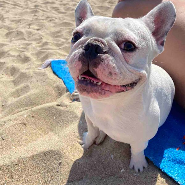 Dozer | Fi Smart Dog Collar