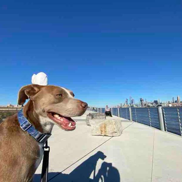 Barney | Fi Smart Dog Collar