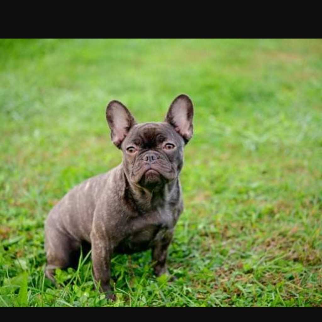 Haley | Fi Smart Dog Collar