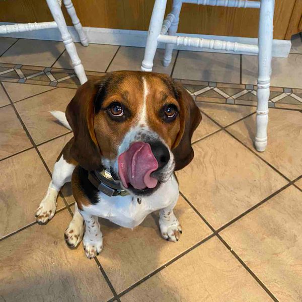 Wrigley | Fi Smart Dog Collar