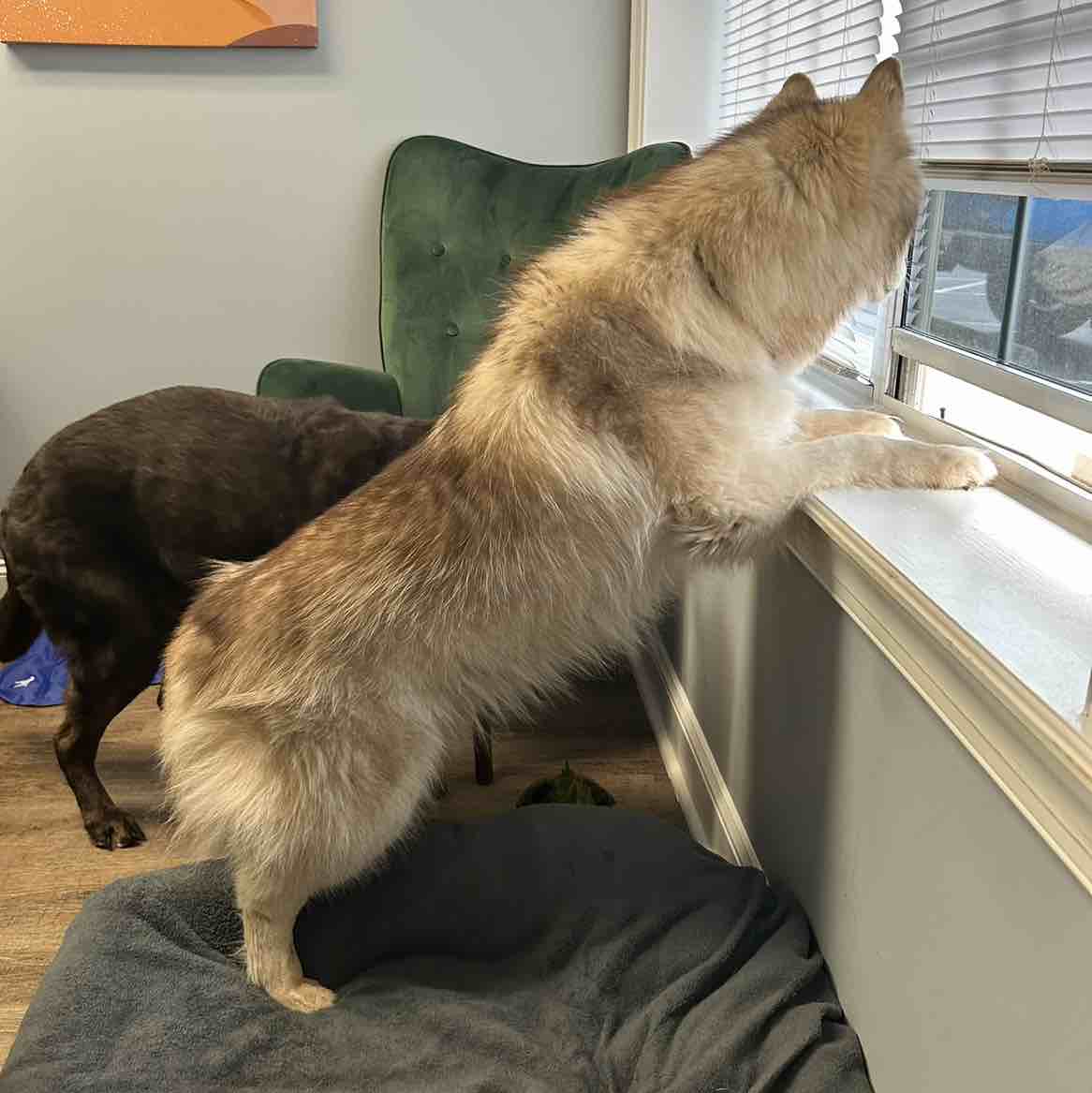 Elsa | Fi Smart Dog Collar