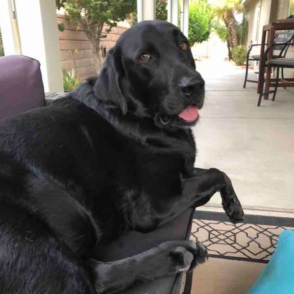 Are Labrador Retrievers Smart