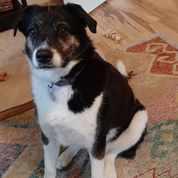 Sadie | Fi Smart Dog Collar