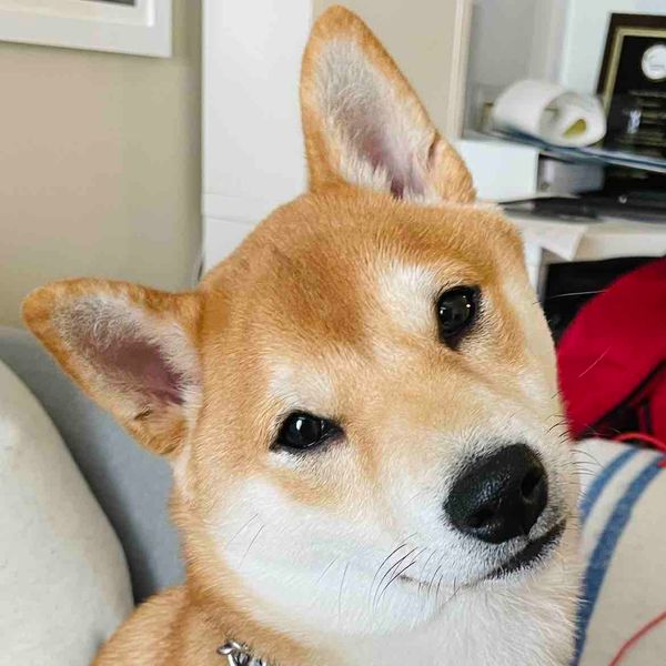 Eevee | Fi Smart Dog Collar