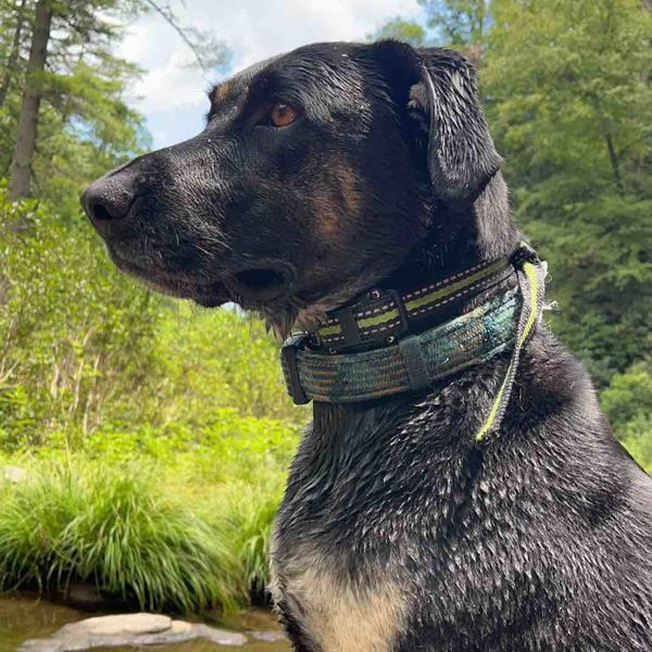 Jake | Fi Smart Dog Collar