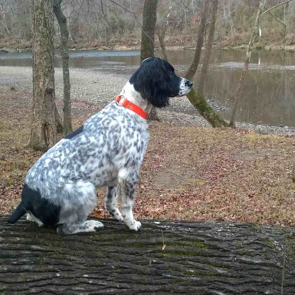 Sydney | Fi Smart Dog Collar