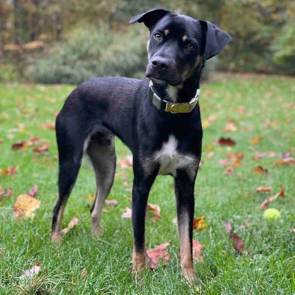 Rowdy | Fi Smart Dog Collar