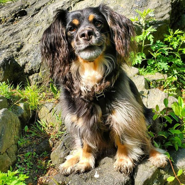 Frank Jr Jr | Fi Smart Dog Collar