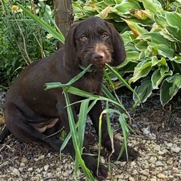 Are Pudelpointers Smart Dogs