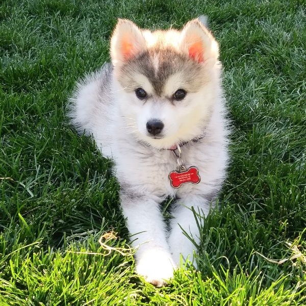 Milka | Fi Smart Dog Collar