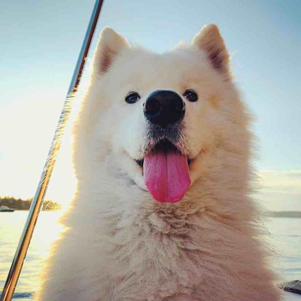Are Samoyeds Smart
