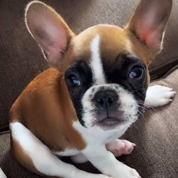 Bailey Bae Honeybuns | Fi Smart Dog Collar