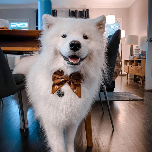 Are Samoyeds Smart