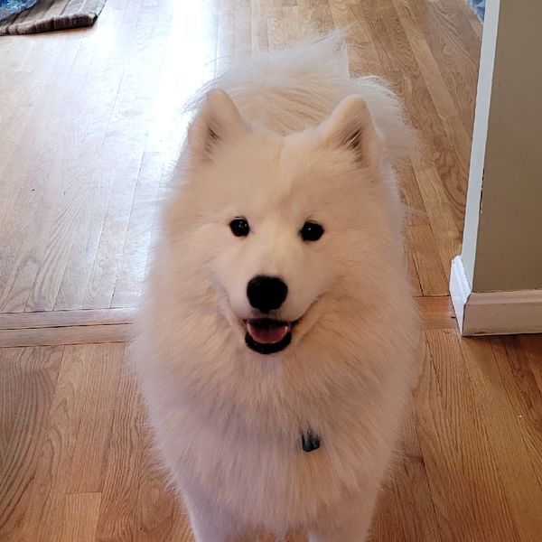 Are Samoyeds Smart