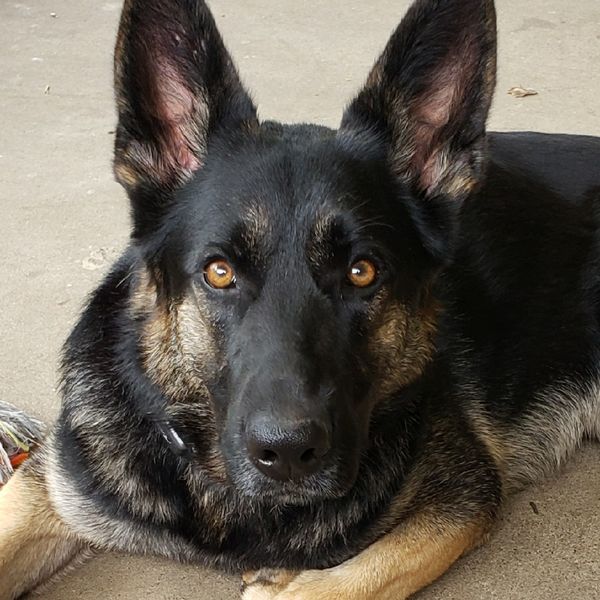 10 Year Old German Shepherd