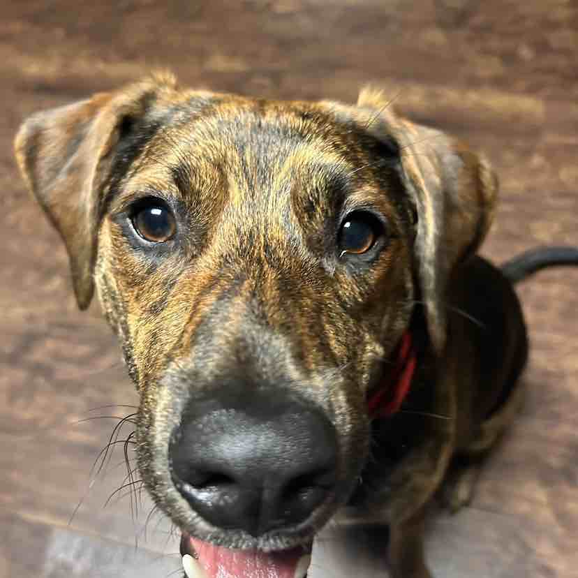 German Shepherd Plott Hound Mix