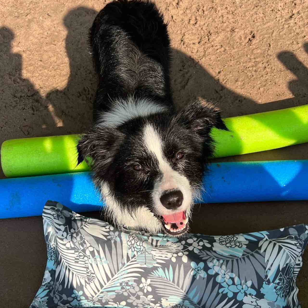 Fiona | Fi Smart Dog Collar