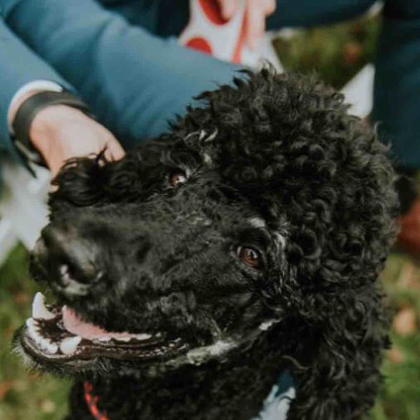 How Much Sleep Does A 9 Month Old Dog Need