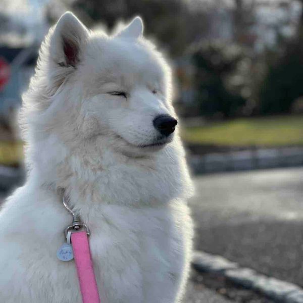 Are Samoyeds Smart