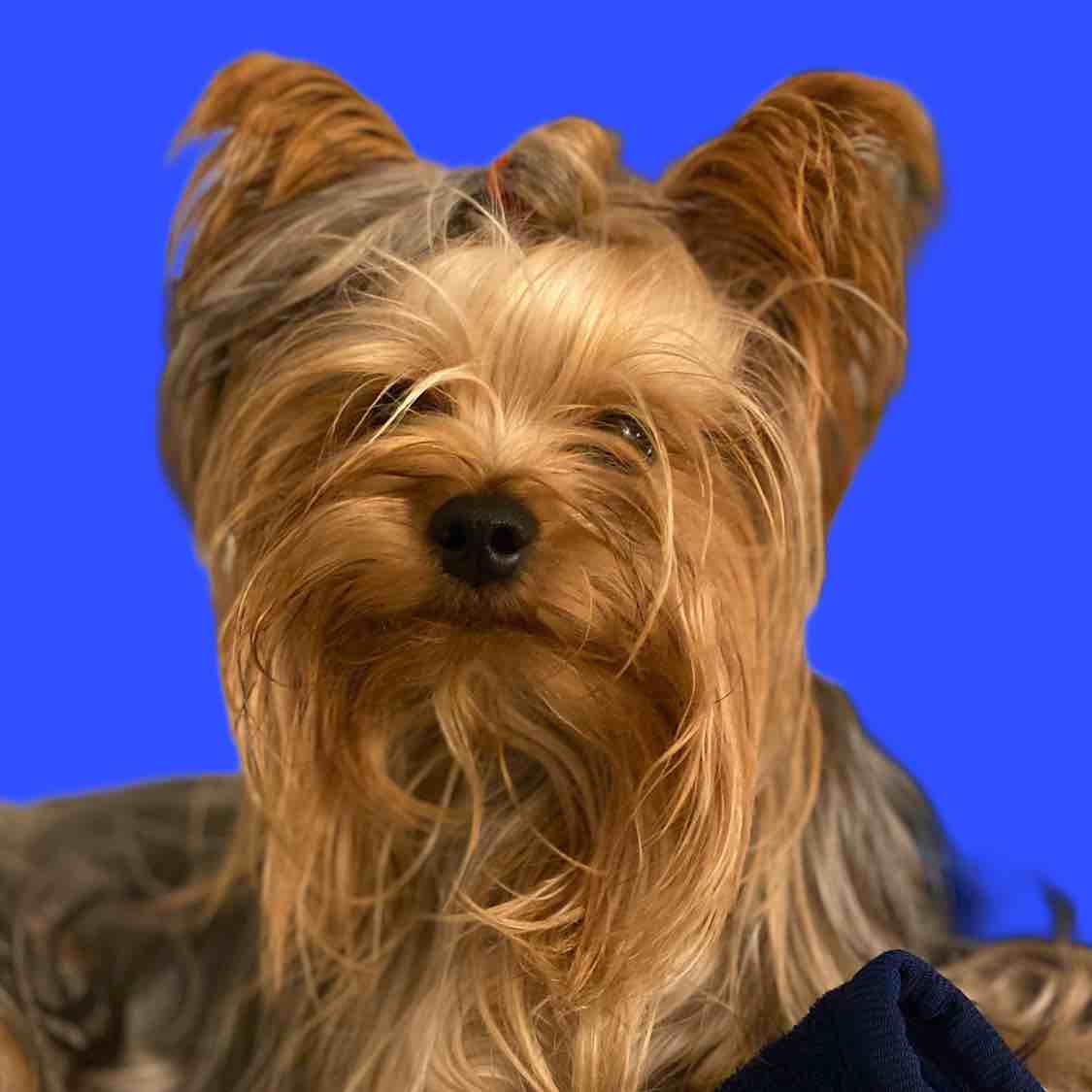 Are Yorkies Smart