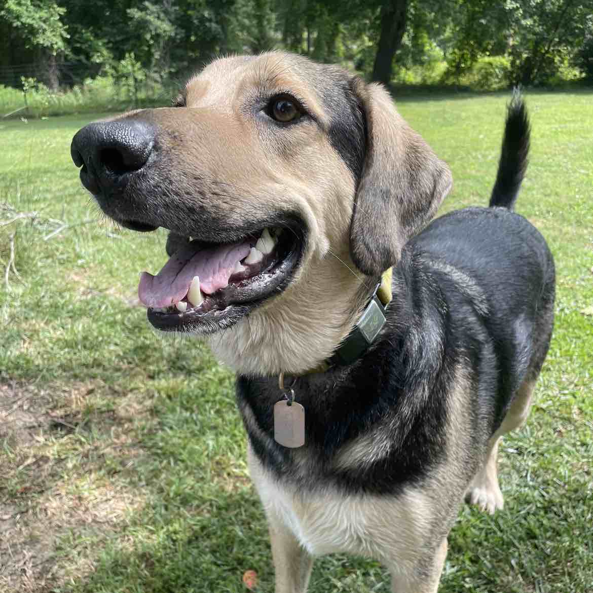 Black And Tan Coonhound German Shepherd Mix