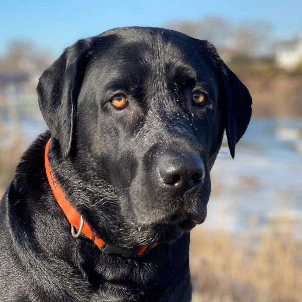 Bruno | Fi Smart Dog Collar