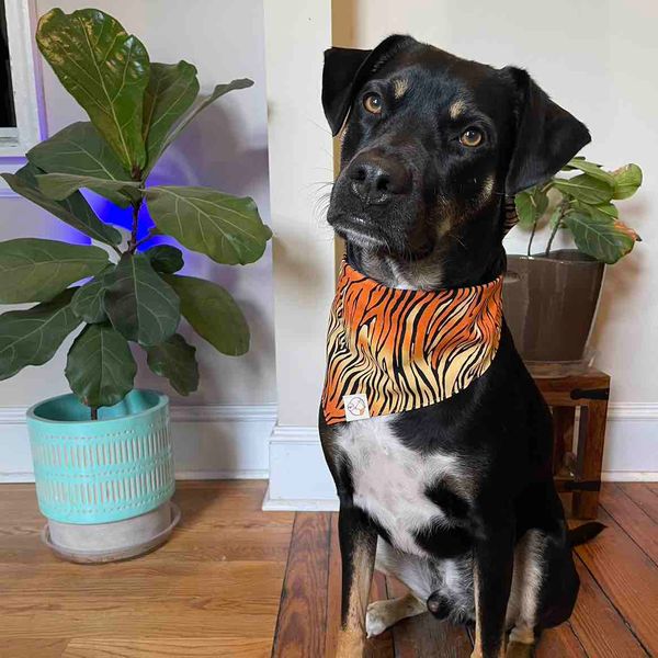 Rowdy | Fi Smart Dog Collar