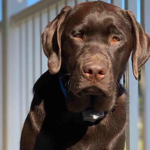 Are Labrador Retrievers Smart