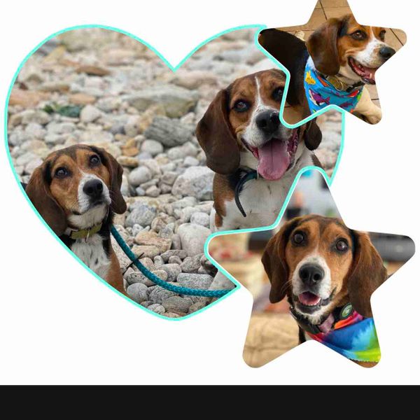 Wrigley | Fi Smart Dog Collar