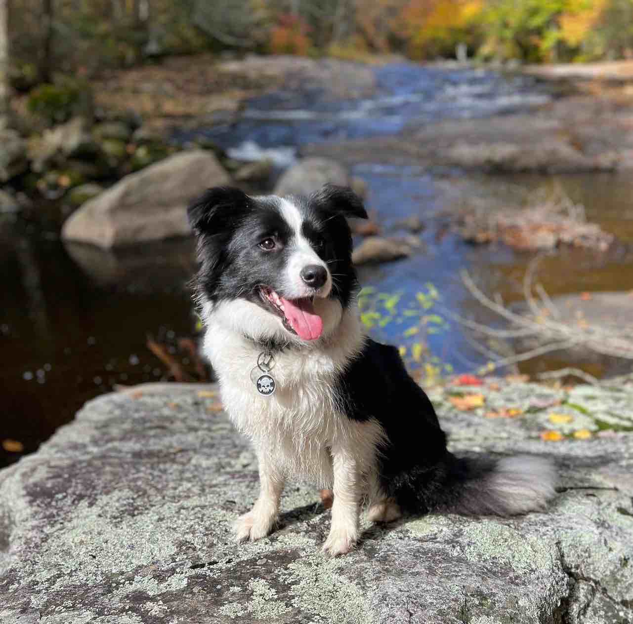 Fiona | Fi Smart Dog Collar