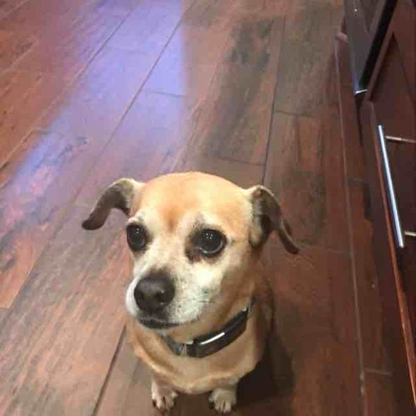 Why Do Dogs Get So Many Boners