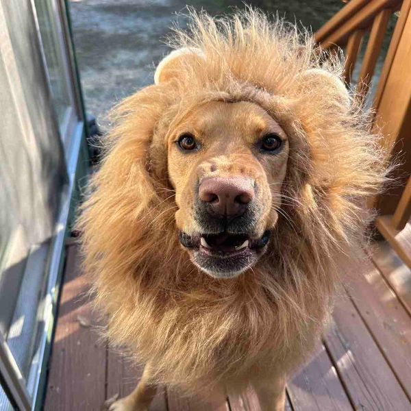 Rocky Balboa Batman | Fi Smart Dog Collar