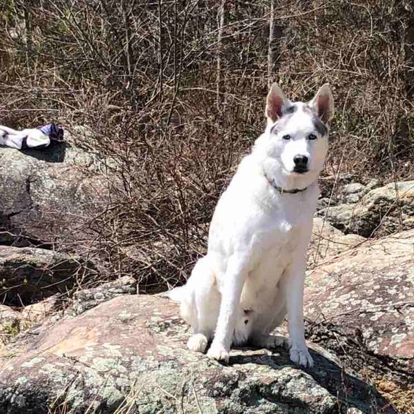 Siberian Husky Australian Cattle Dog Mix