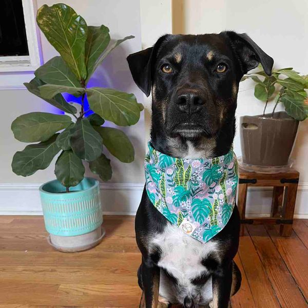 Rowdy | Fi Smart Dog Collar