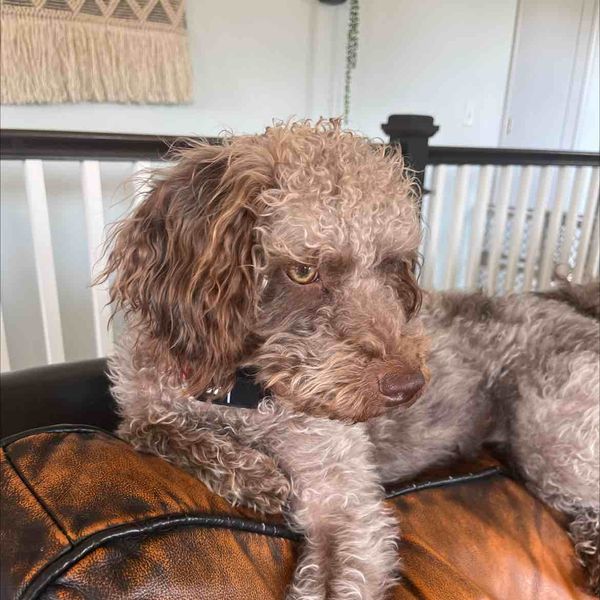 Reba | Fi Smart Dog Collar