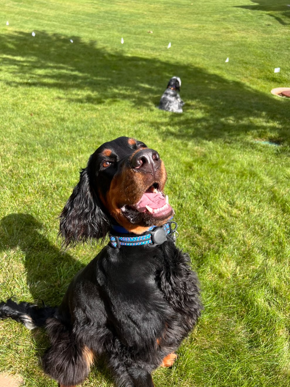 Higgins | Fi Smart Dog Collar