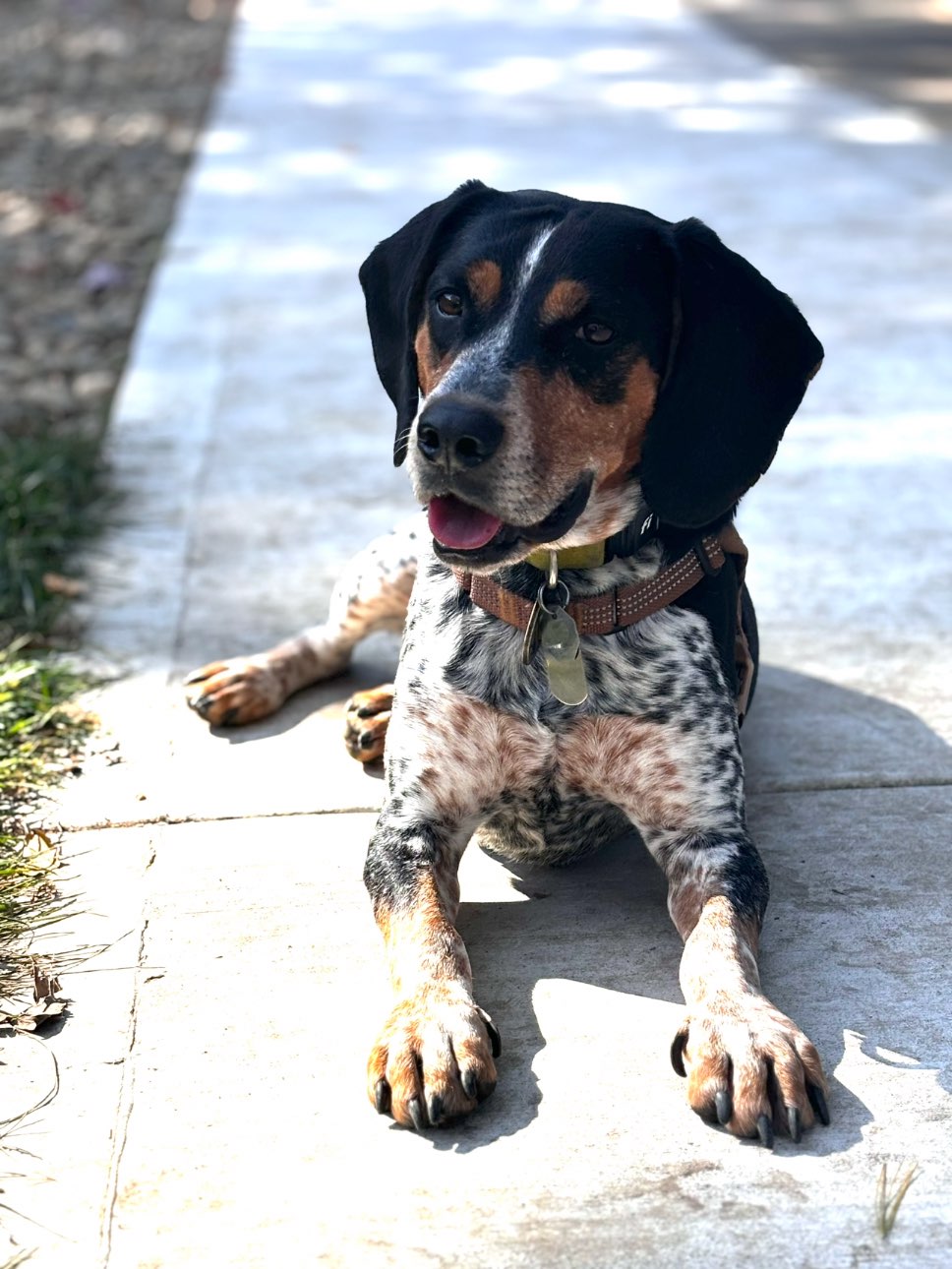 Bluetick Walker Hound Mix