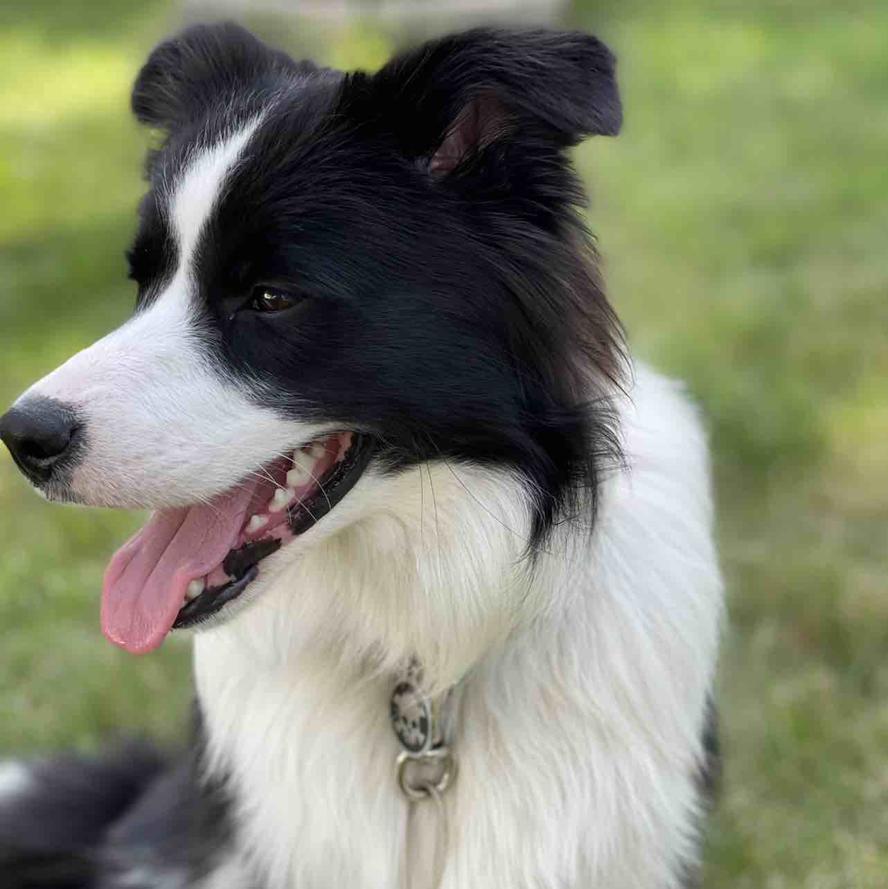 Fiona | Fi Smart Dog Collar