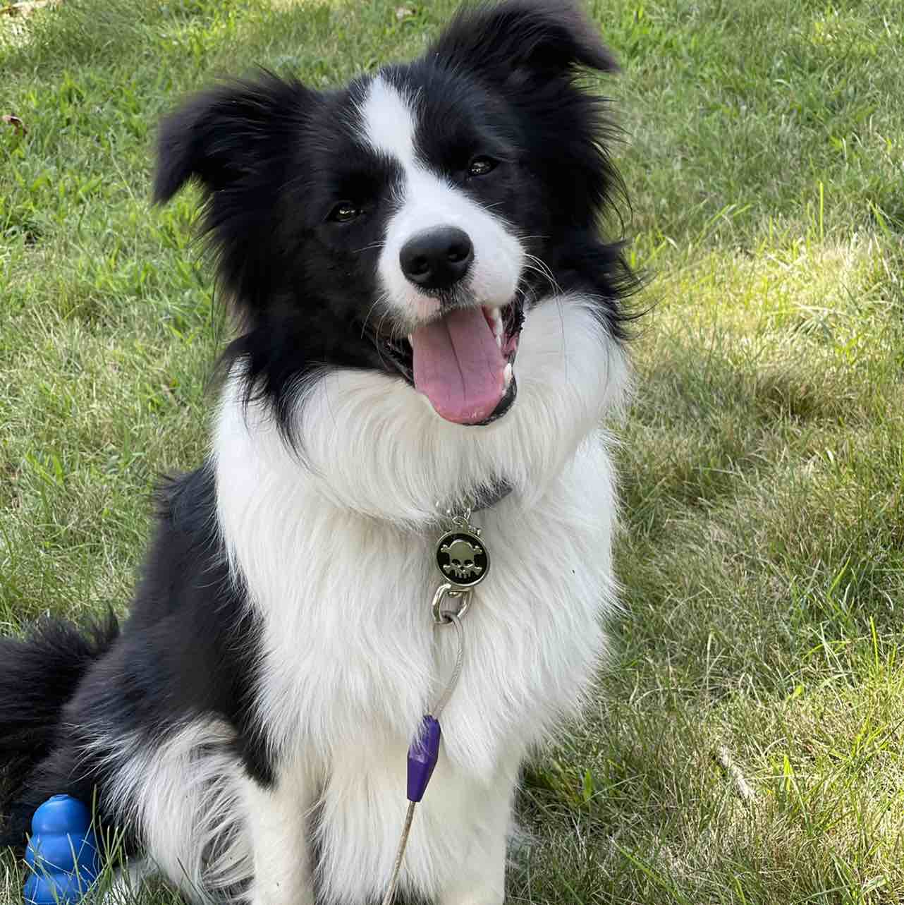 Fiona | Fi Smart Dog Collar