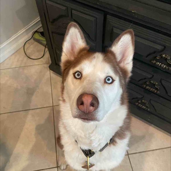Tan Siberian Husky Puppies