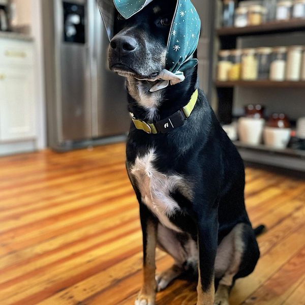 Rowdy | Fi Smart Dog Collar